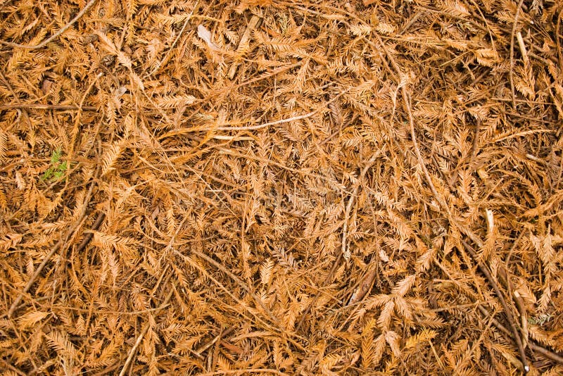 Forest Floor stock photo. Image of pinecones, twigs, forest - 878600