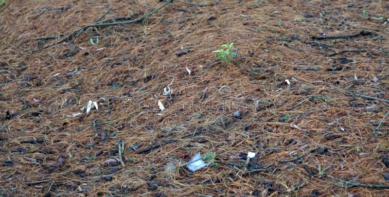 Cosas Secas Fotos De Stock - Download 112 Fotos Libres de Derechos