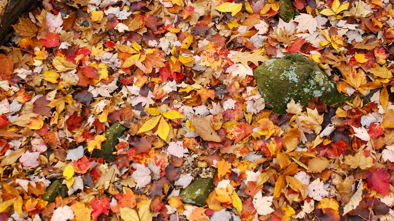 Forest Floor Autumn Foliage Stock Image - Image of fall, forest: 80243783