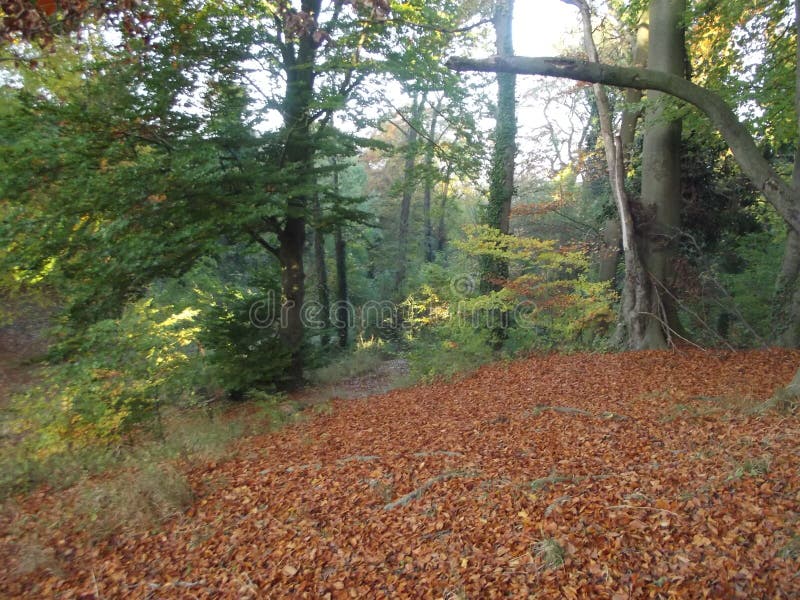 Forest Floor stock image. Image of leaves, trees, forest - 90478847
