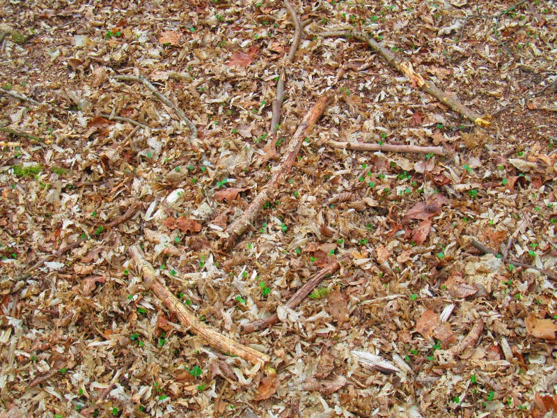 Forest Floor stock photo. Image of lush, forest, ferns - 78260322