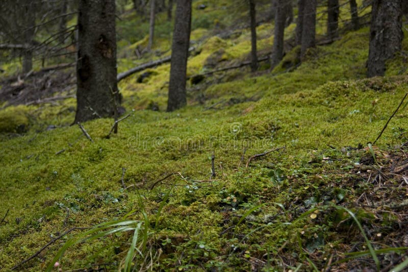 View from the forest floor stock photo. Image of pine - 2359646