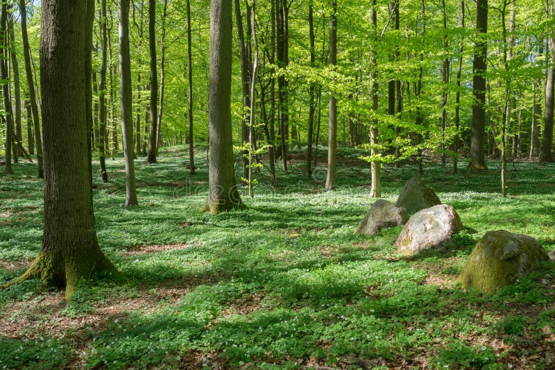 The Forest Floor of a Beech Forest in Spring, Denmark Stock Image ...