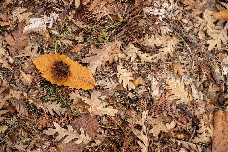 Forest Floor of a Chestnut and Oak Forest in Autumn, with Leaves ...