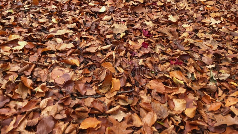 Forest Floor Covered with Brown Beech Tree Leaves. Stock Footage ...