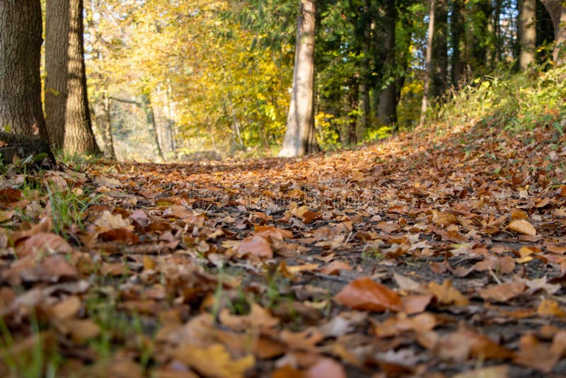 Forest Floor Covered with Colourful Leaves in Autumn in Sunshine Stock ...