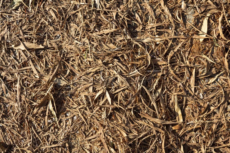 Eucalypt Forest Floor Natural Background Stock Photo - Image of ...