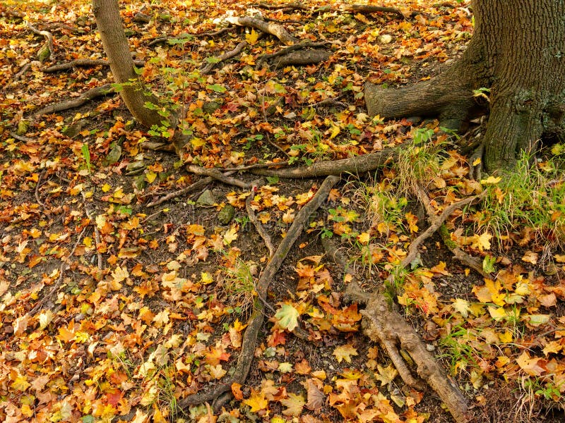 A Forest Floor Covered in Fallen Leaves with Two Trees and Visible Root ...