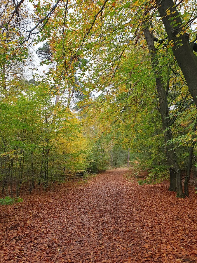 Forest Floor Covered with Leaves Green Trees Stock Photo - Image of ...
