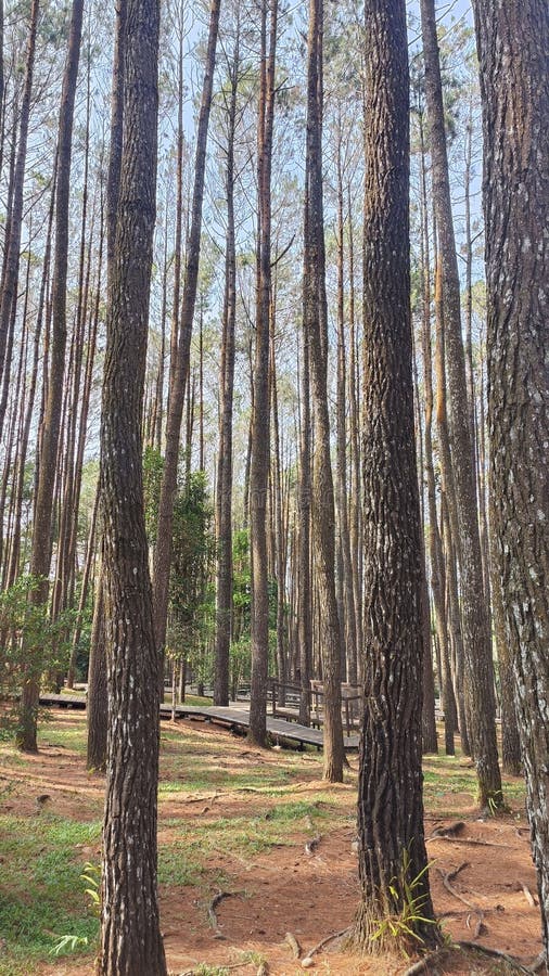 Exposed fallen tree roots stock image. Image of australia - 117874111