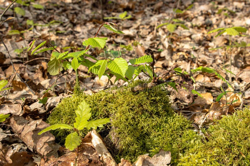 Forest Floor in a Dense Deciduous Forest in the National Park Stock ...
