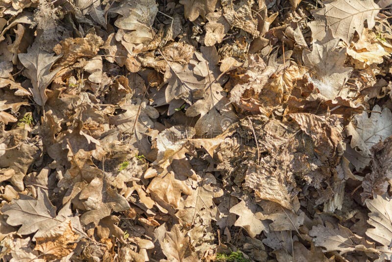 Forest Floor in Early Spring Stock Photo - Image of brown, fall: 71152386