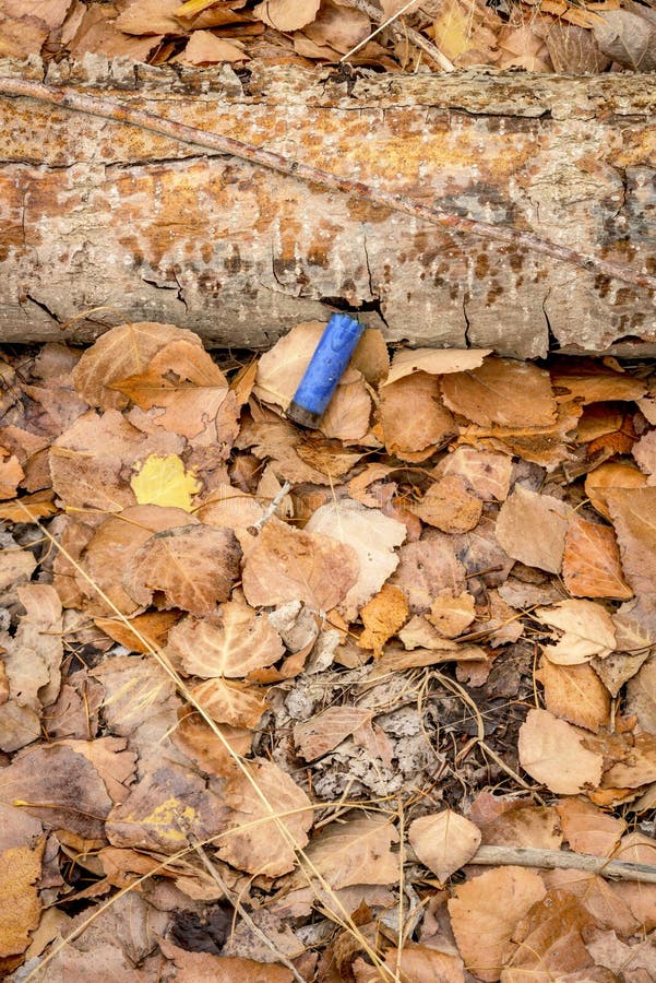 Forest Floor in the Fall with a Blue Shotgun Shell Stock Photo - Image ...
