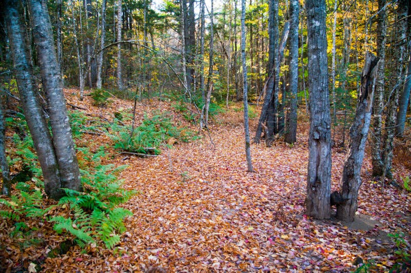 Forest Floor in the Fall stock photo. Image of brunswick - 80233420