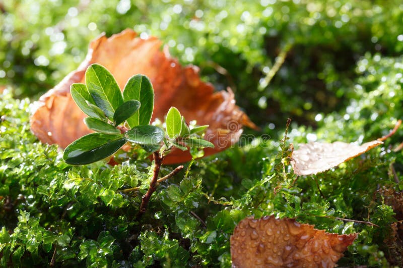 Forest Floor after Fall Rain Stock Photo - Image of nature, carpet ...