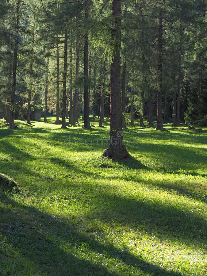 Forest Floor with Shadows in the Evening Sun Stock Photo - Image of ...