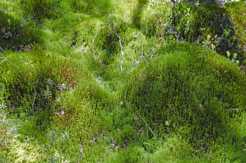 Forest floor with moss stock image. Image of moss, pearl - 56495979