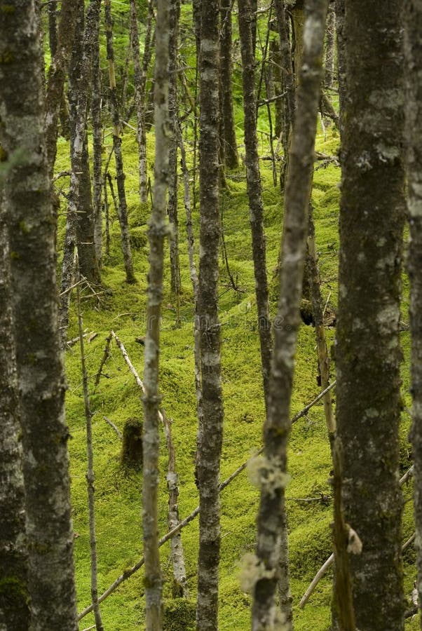 Forest Floor Newfoundland Stock Photos - Free & Royalty-Free Stock ...