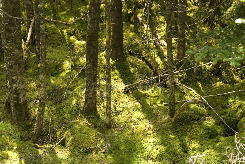Forest floor stock photo. Image of park, hiking, floor - 41168990