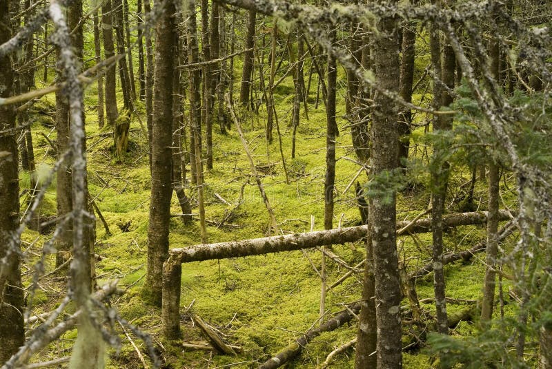 Forest Floor in Newfoundland Stock Photo - Image of east, ground: 59280136