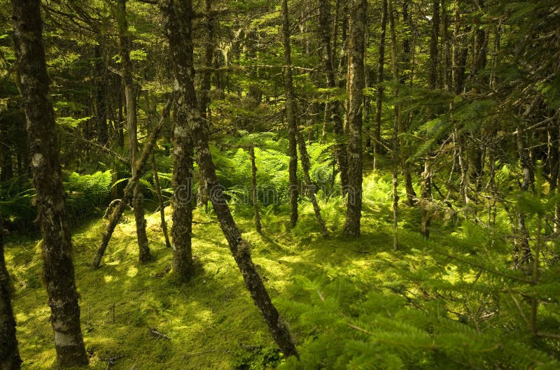 Forest Floor in Newfoundland Stock Photo - Image of moss, atlantic ...