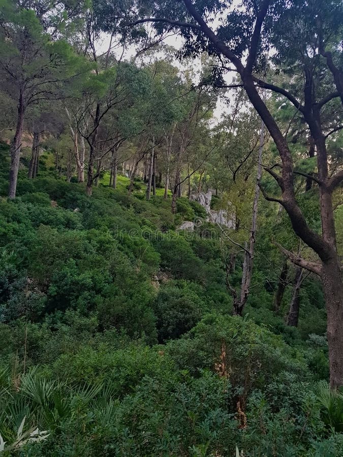 Forest Floor Perspective with Pine Trees and Trunks, the Tranquil ...