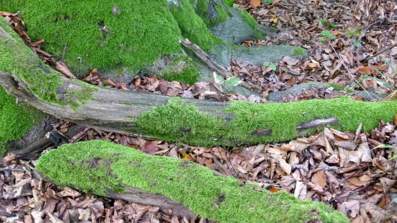 Tree Root Full of Moss and Leaves Stock Photo - Image of nature, moss ...