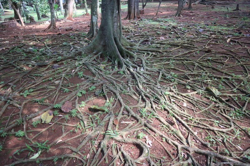 Forest Floor Root Network stock image. Image of bark - 318847759