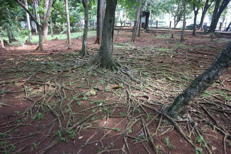 Forest Floor Root Network stock image. Image of trunk - 318847811