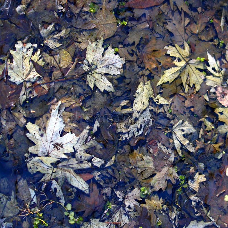 Forest Floor Scenery Illinois Stock Photo - Image of woods, flora: 53351476