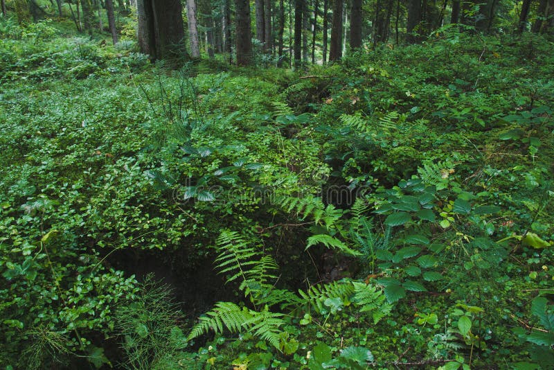 Forest floor stock photo. Image of undergrowth, trees - 101291422