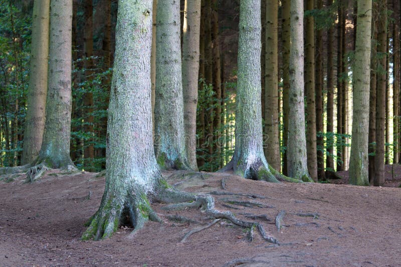 Forest floor stock photo. Image of roots, dirt, forest - 34004246