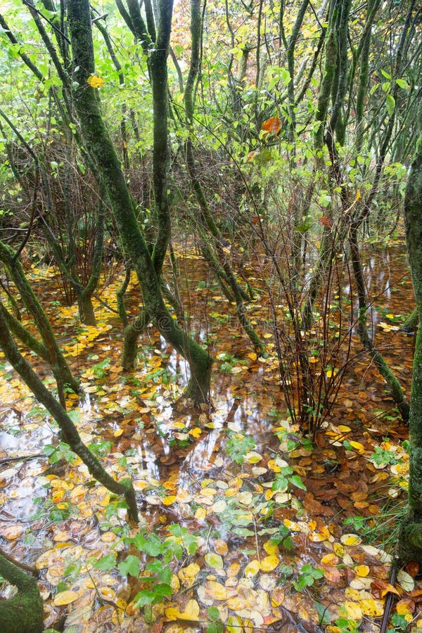 A Forest Floor Submersed in Water in Scotland in Autumn. Stock Photo ...