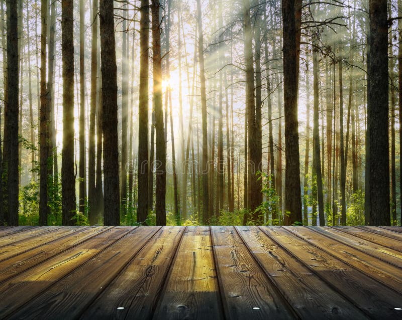 Forest and floor stock image. Image of shine, shiny - 173091089