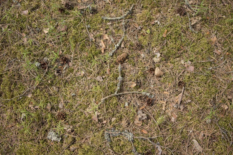 Forest Floor. Texture. Background Stock Photo - Image of autumn, branch ...