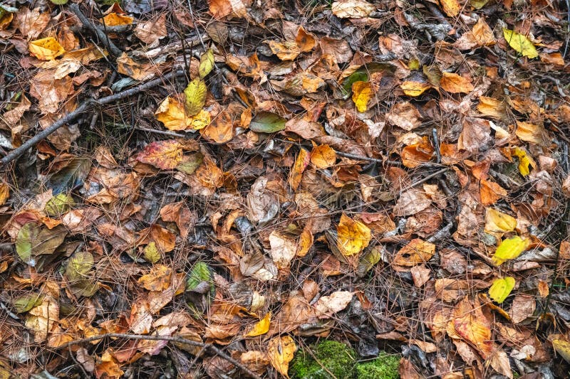 Forest Floor Textured Patterns. Stock Photo - Image of floor, organic ...
