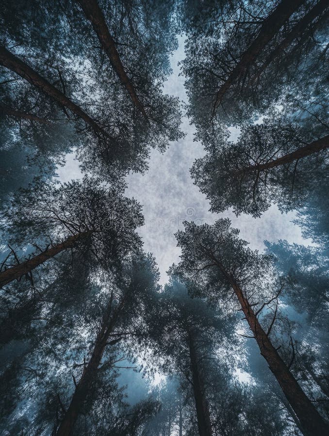 Forest Floor View stock photo. Image of leaves, nature - 378176250