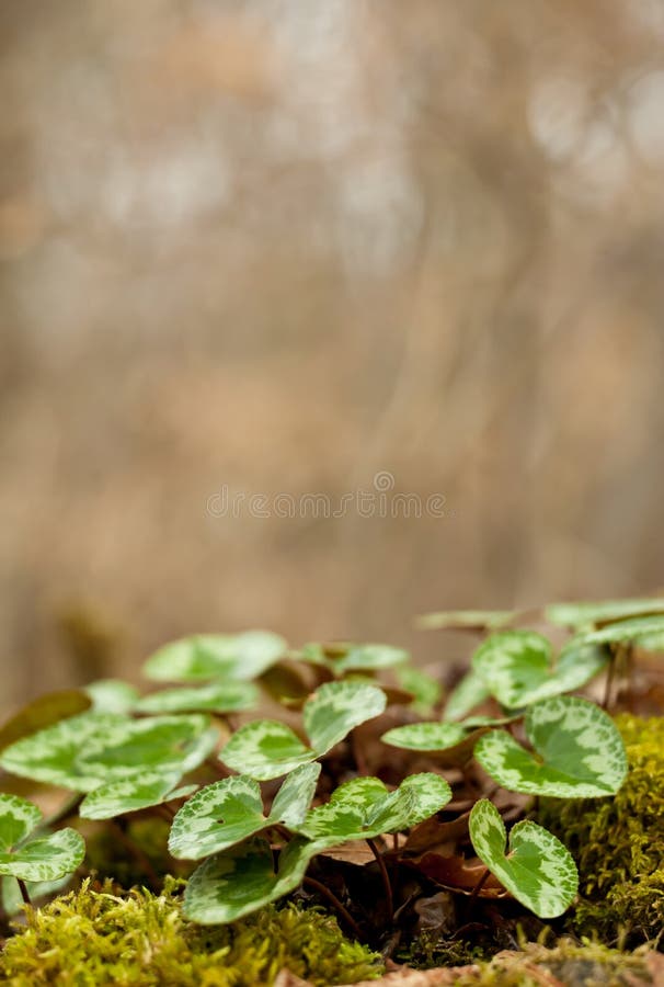 Forest flora stock image. Image of delicate, plants, environment - 15821465
