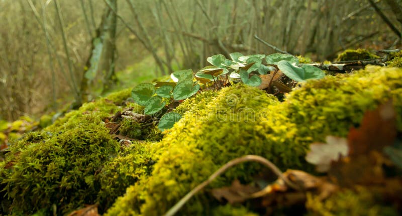 Forest flora stock photo. Image of environment, ground - 11520990