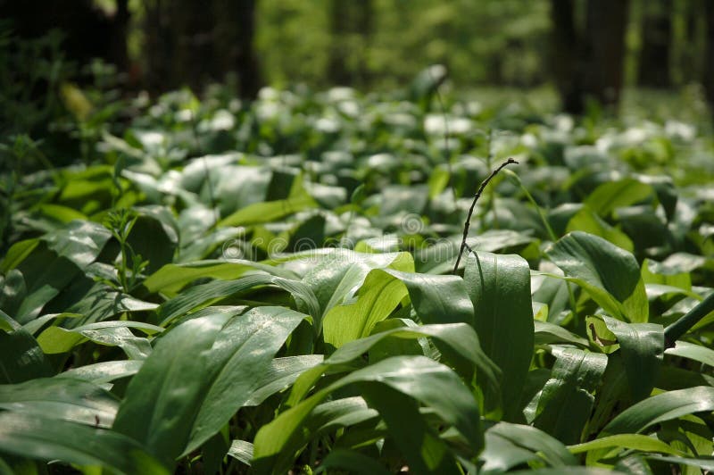 Forest flora stock image. Image of ground, dense, forest - 7551561