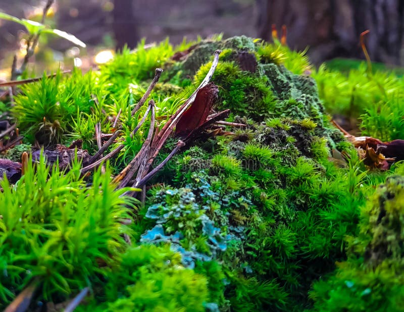 Close Up Moss Surface Photography Stock Image - Image of garden, flower ...