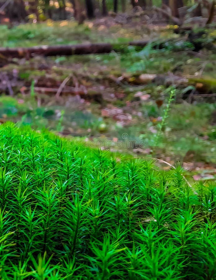 Forest Flora. Close Up of Moss in Forest Stock Image - Image of close ...