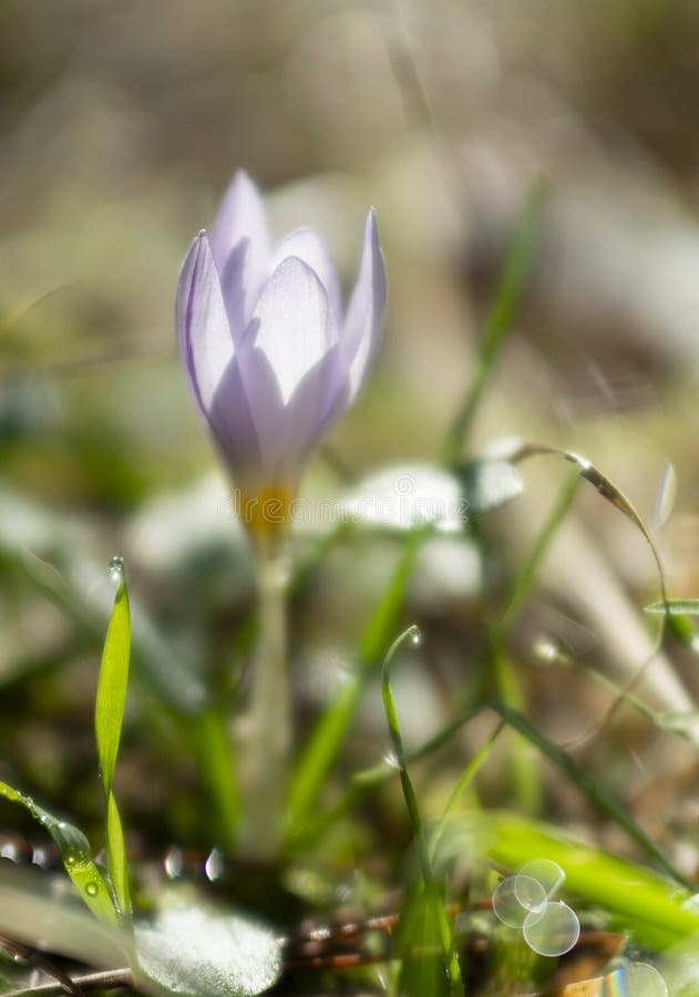 Crocus close up stock image. Image of crocus, blur, floral - 176333039