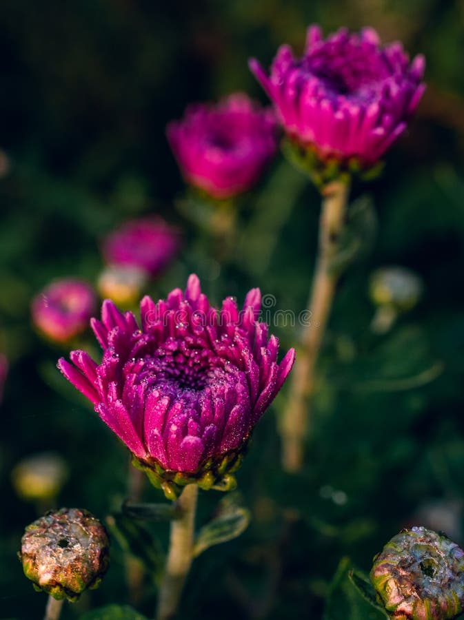 Forest flower stock photo. Image of summer, nature, macro - 163184166