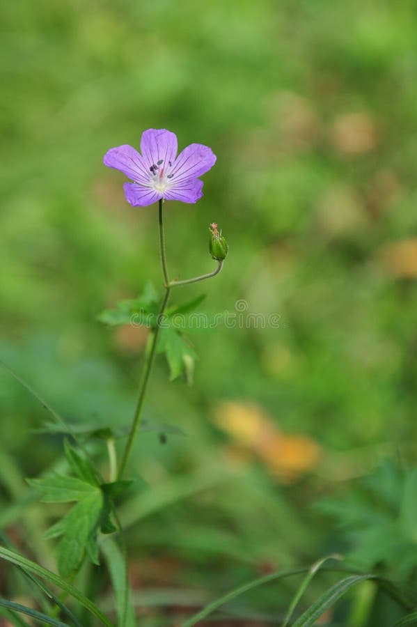 Forest flower stock image. Image of fresh, life, ecology - 68741795