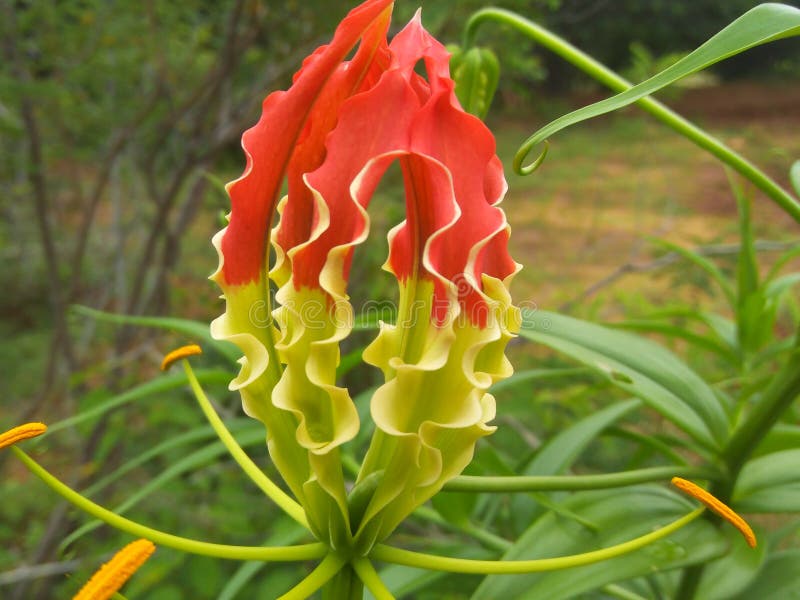 Forest flower stock photo. Image of flowers, flora, flower - 100830990