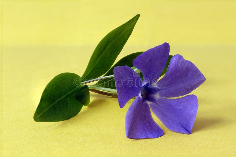 Forest Flower Periwinkle on a Yellow Background. Stock Photo - Image of ...