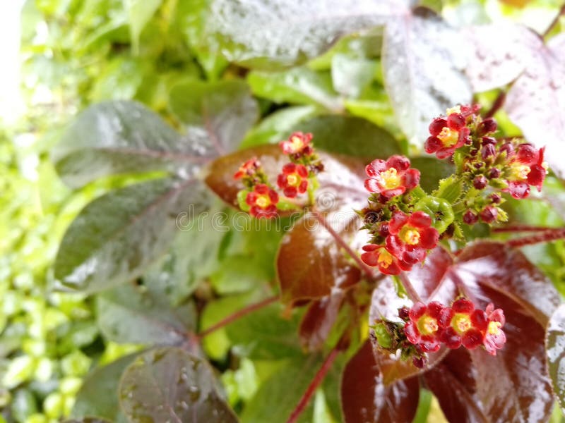 Flower stock image. Image of flower, colour, forest - 134906955