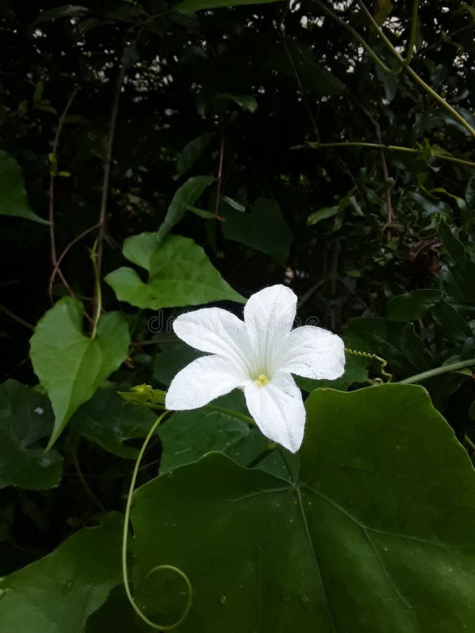 Forest Flower of White Colour Stock Photo - Image of garden, forest ...