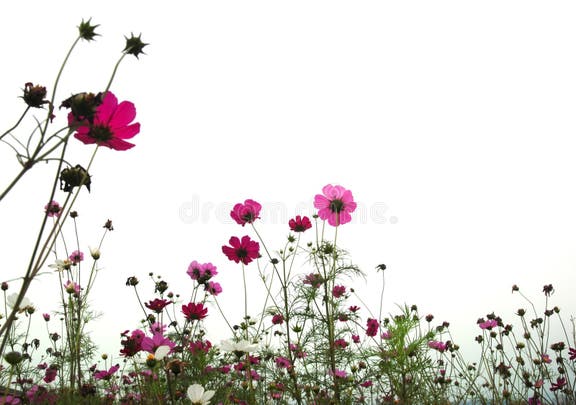 Forest of Flowers stock photo. Image of colored, flower - 1978006